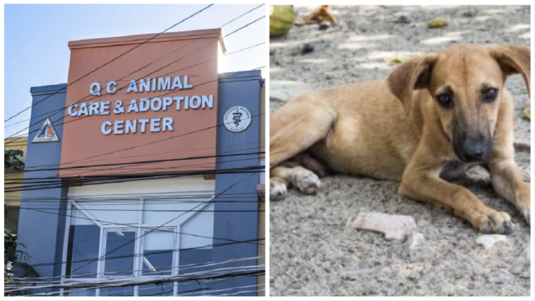 Stray Dogs Are Trained As Service Animals in Quezon City, Philippines ...